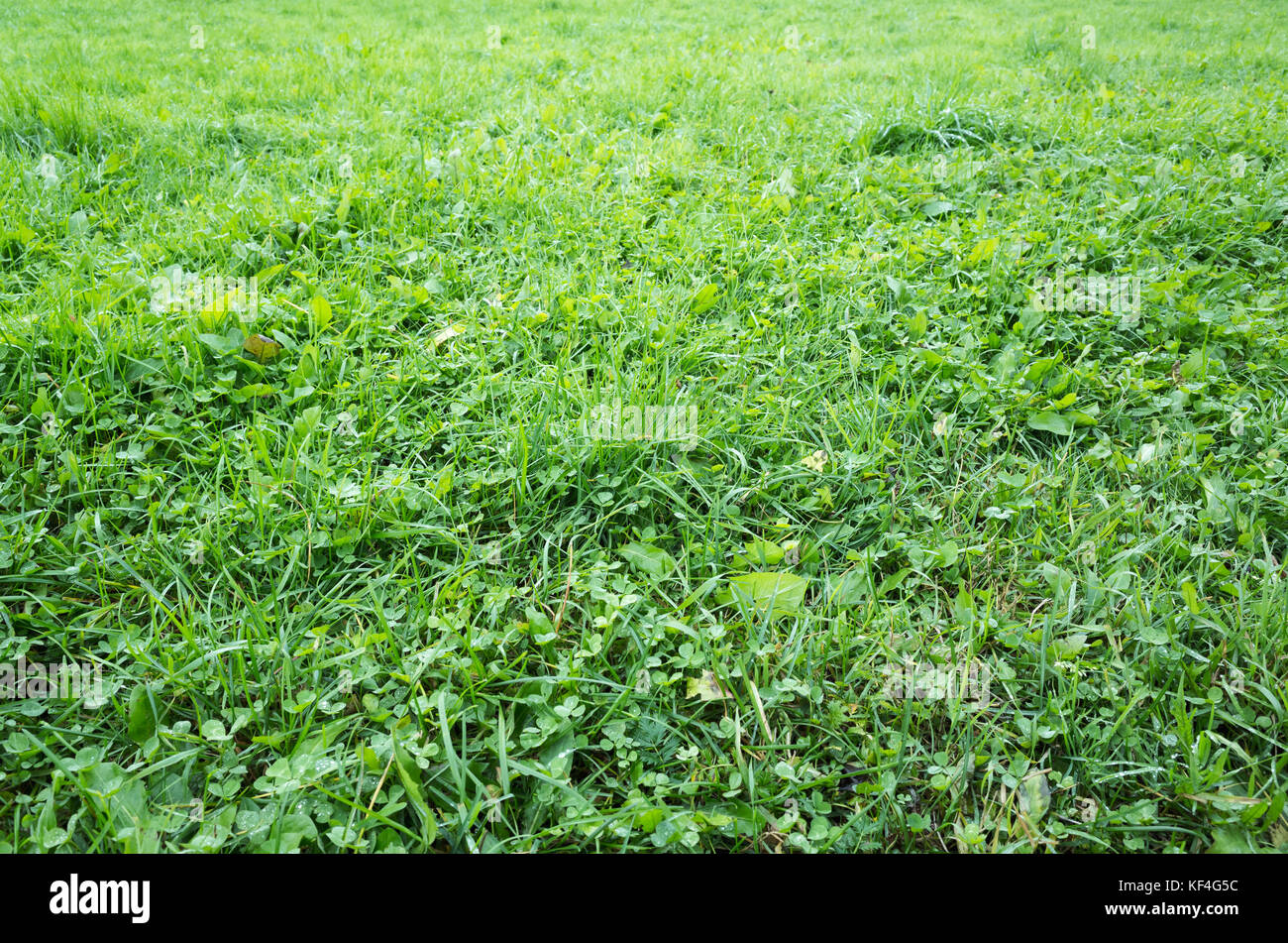 Green grass, city lawn, background photo texture Stock Photo - Alamy