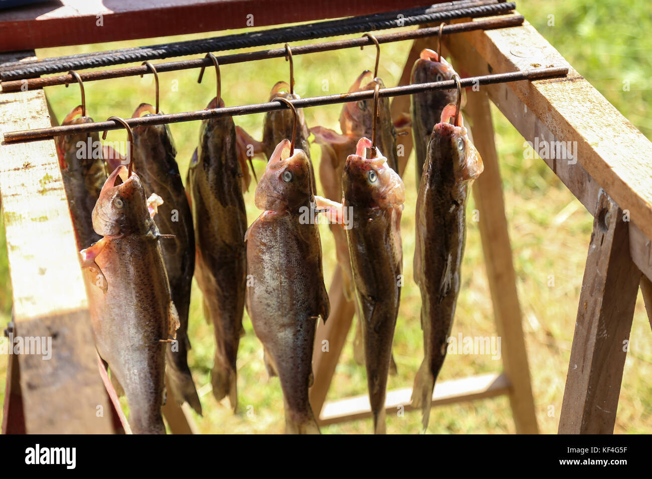 Smoking of fish / The process of smoking fish Stock Photo - Alamy