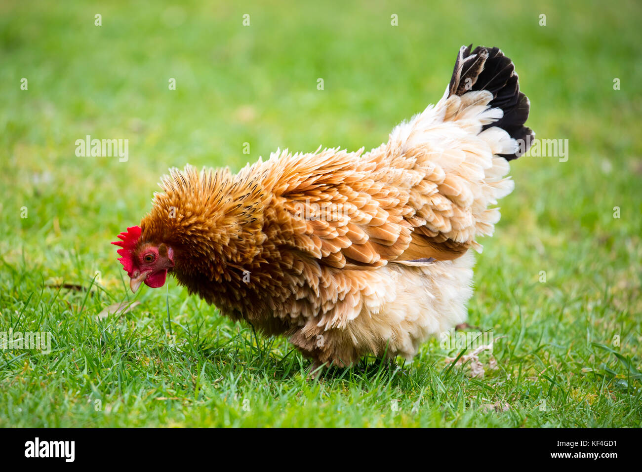 Brown shaver chicken hi-res stock photography and images - Alamy