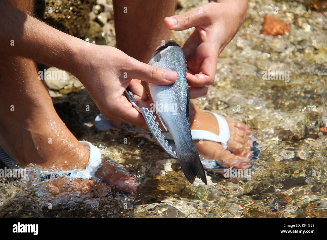 Fish processing / Fish processing outdoors. Detail Stock Photo - Alamy