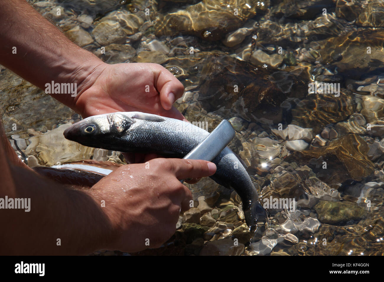Fish processing / Fish processing outdoors. Detail Stock Photo - Alamy