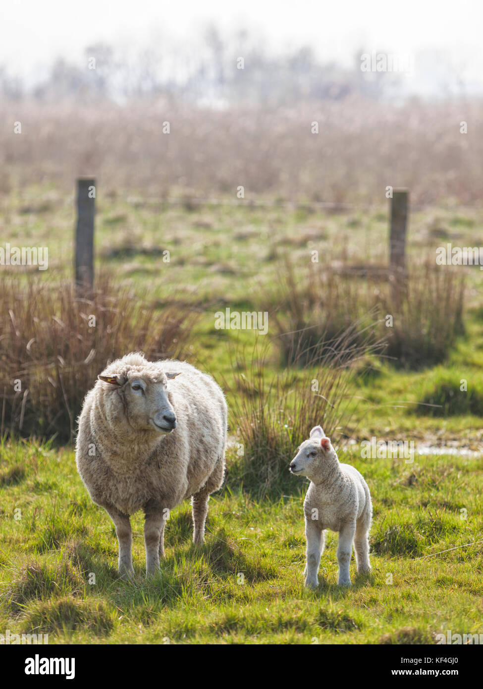 Mother sheep hi-res stock photography and images - Alamy