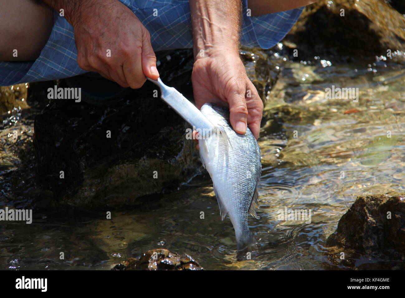 Fish processing / Fish processing outdoors. Detail Stock Photo - Alamy