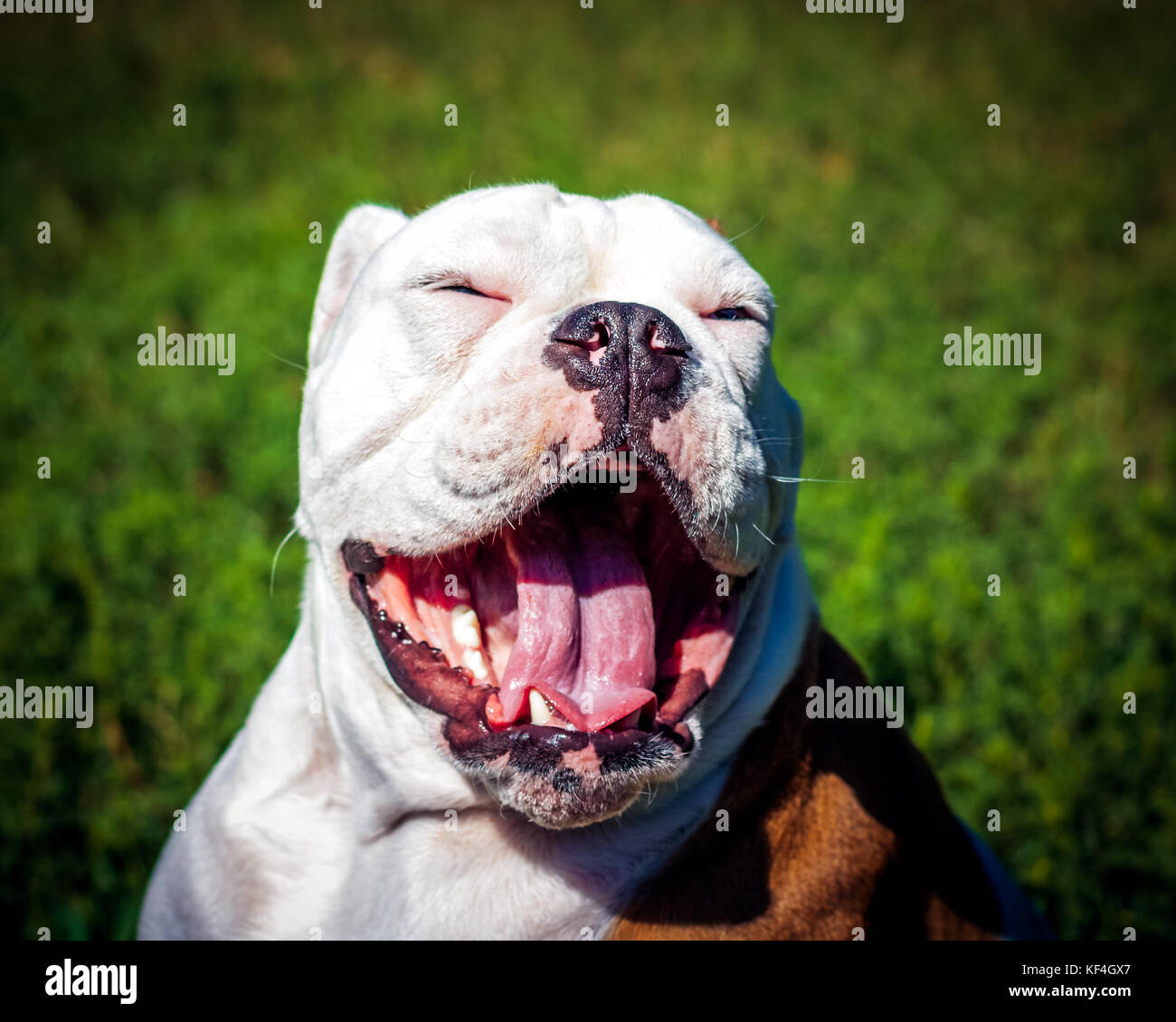English bulldog pup hi-res stock photography and images - Alamy