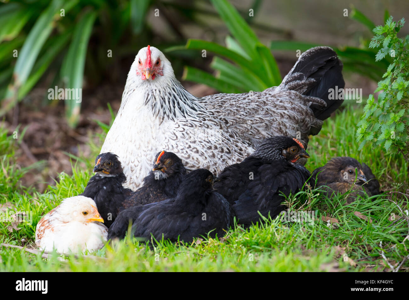 A female chicken looks after its chicks in a garden in New Zealand ...