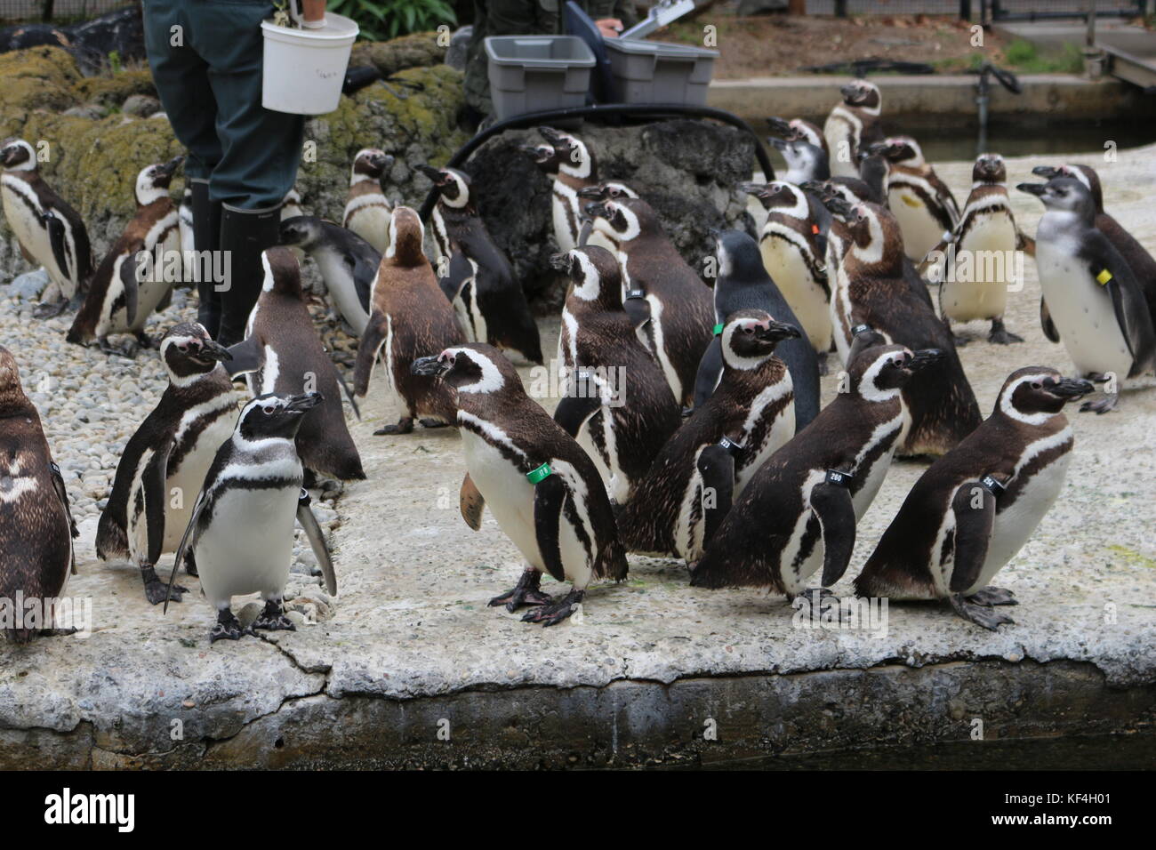 What Animals Live In San Francisco at Mary Eklund blog