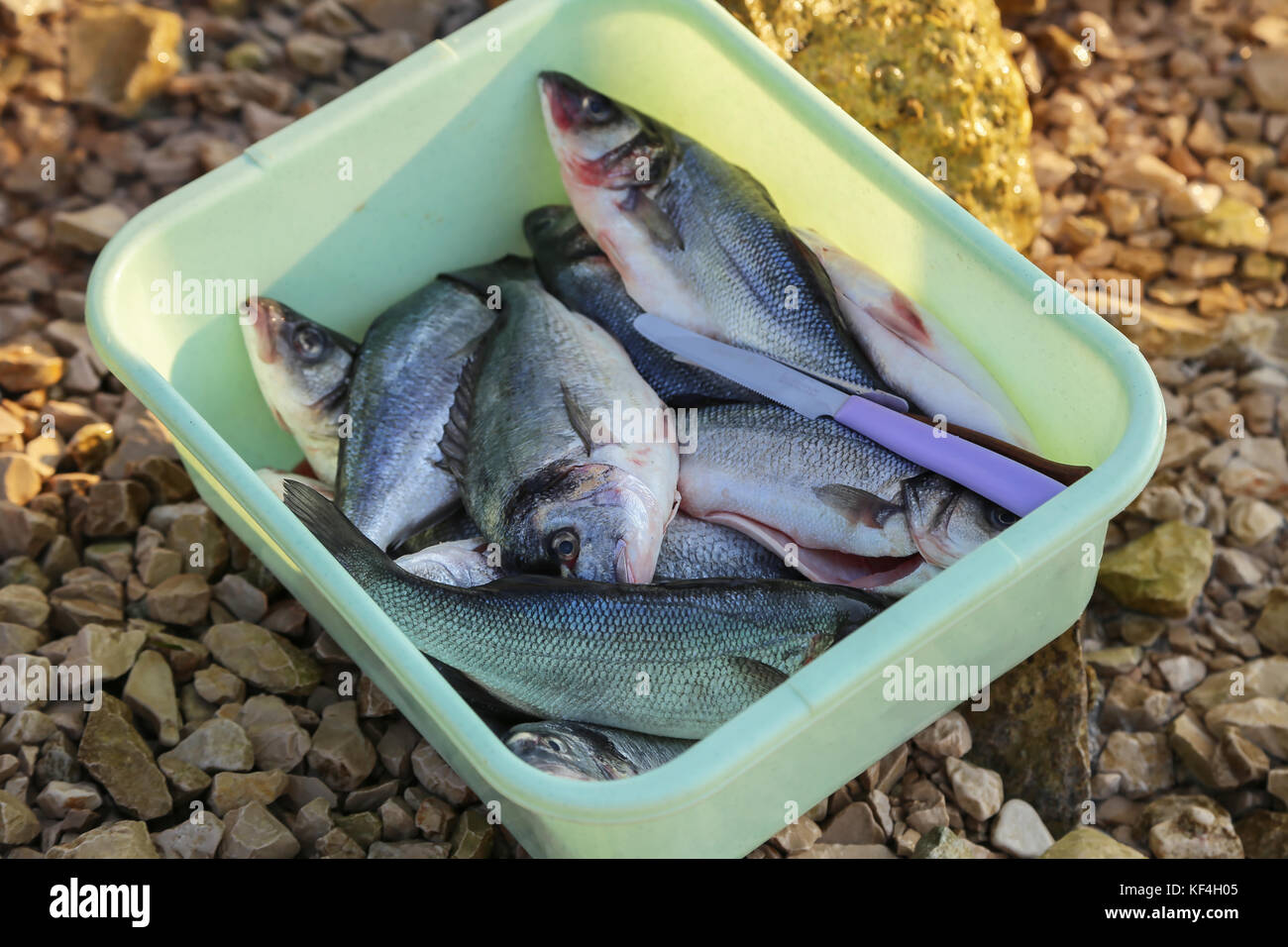 Fish processing / Fish processing outdoors. Detail Stock Photo - Alamy