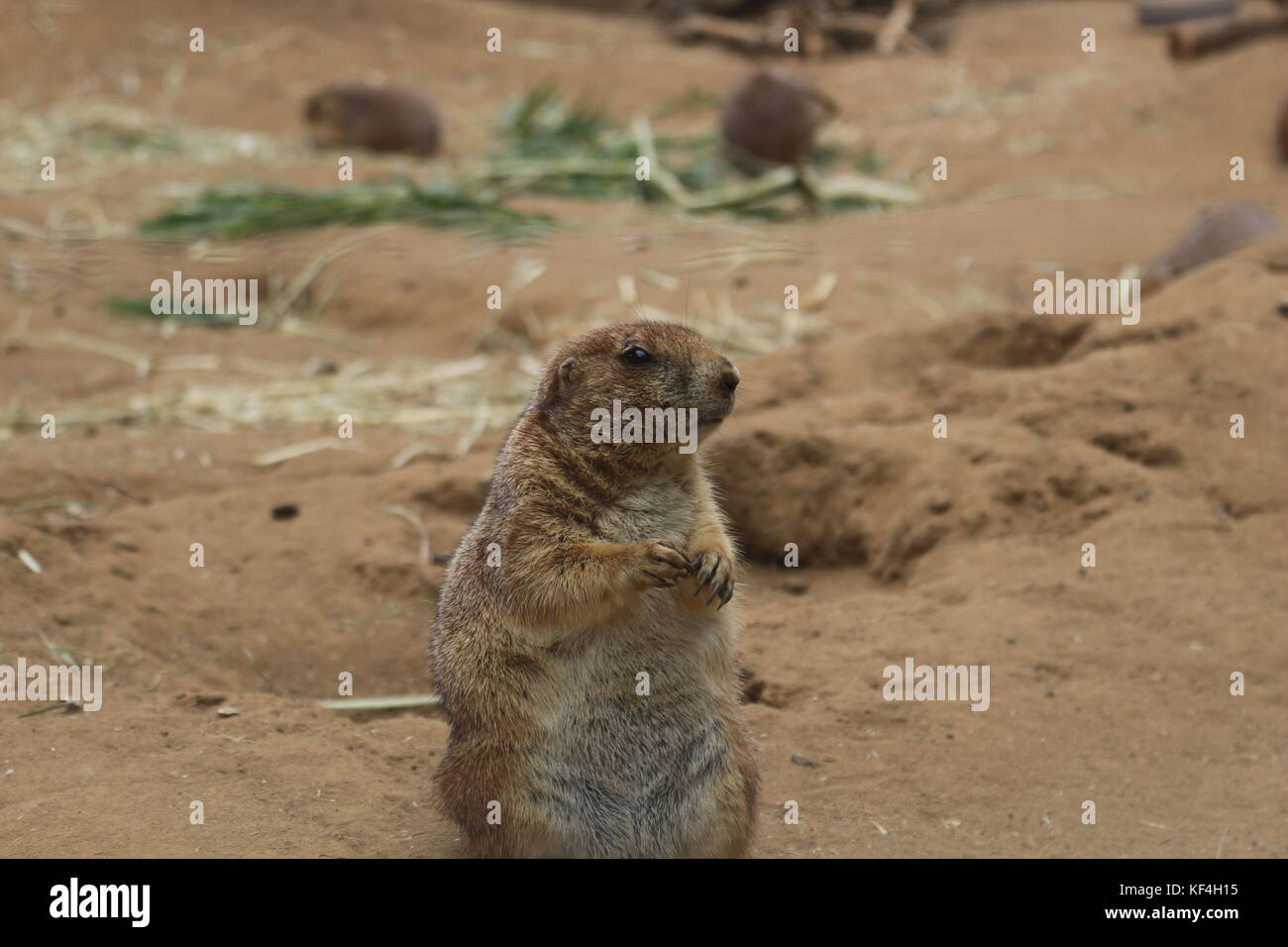 The animals in San Francisco Zoo Stock Photo - Alamy