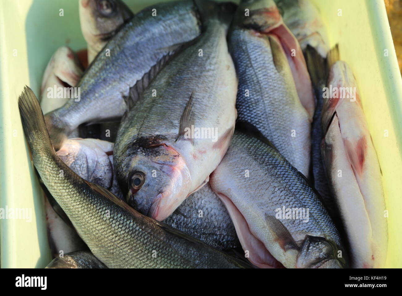 Fish processing / Fish processing outdoors. Detail Stock Photo - Alamy