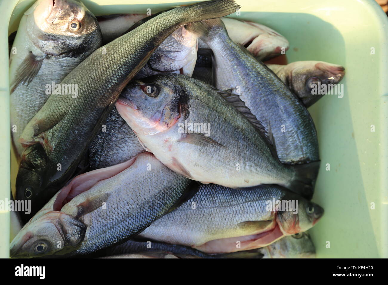 Fish processing / Fish processing outdoors. Detail Stock Photo - Alamy