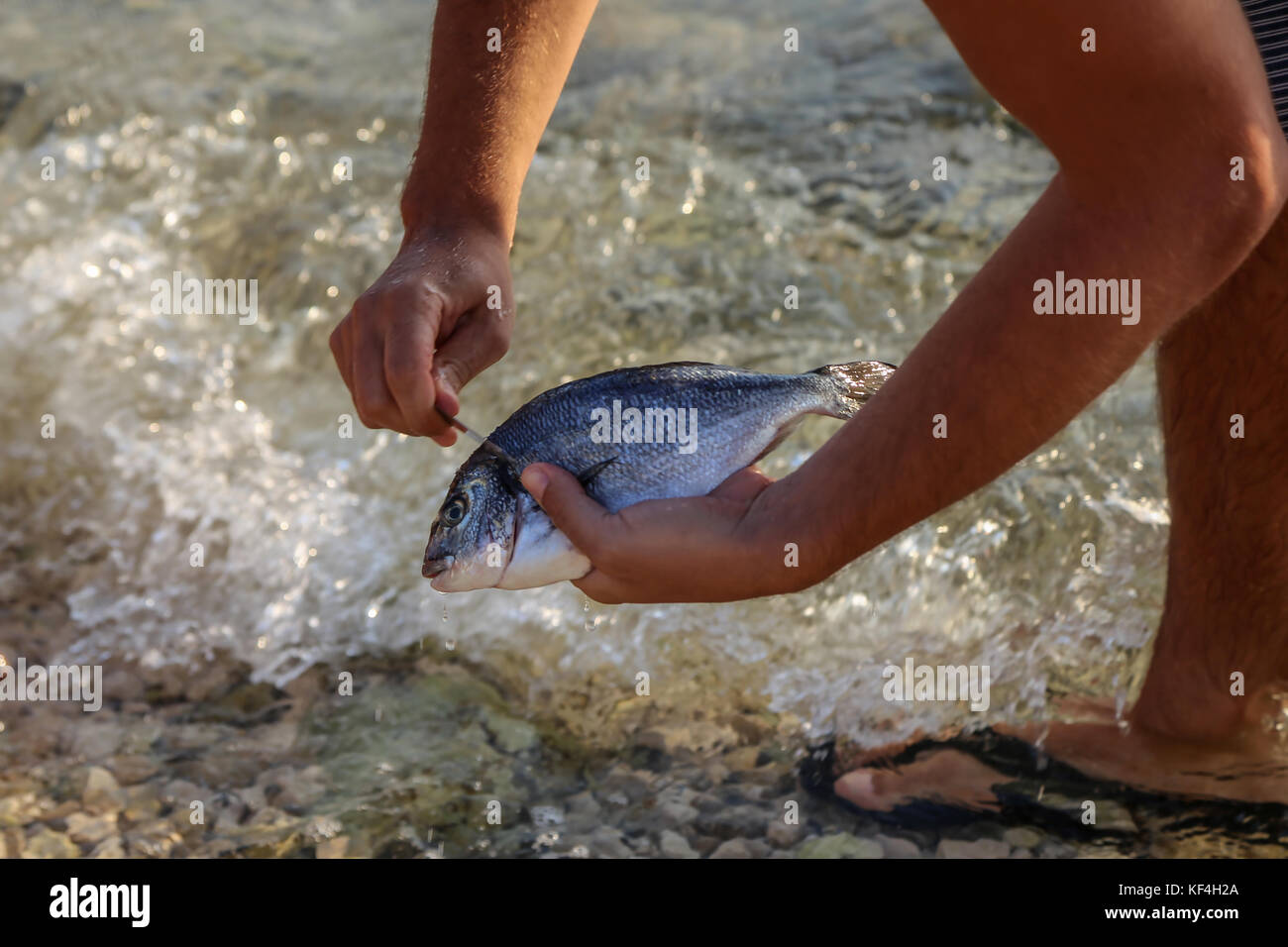 Fish processing / Fish processing outdoors. Detail Stock Photo - Alamy