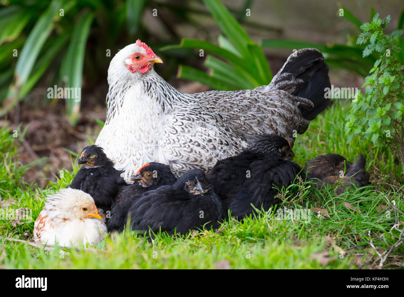 A female chicken looks after its chicks in a garden in New Zealand ...