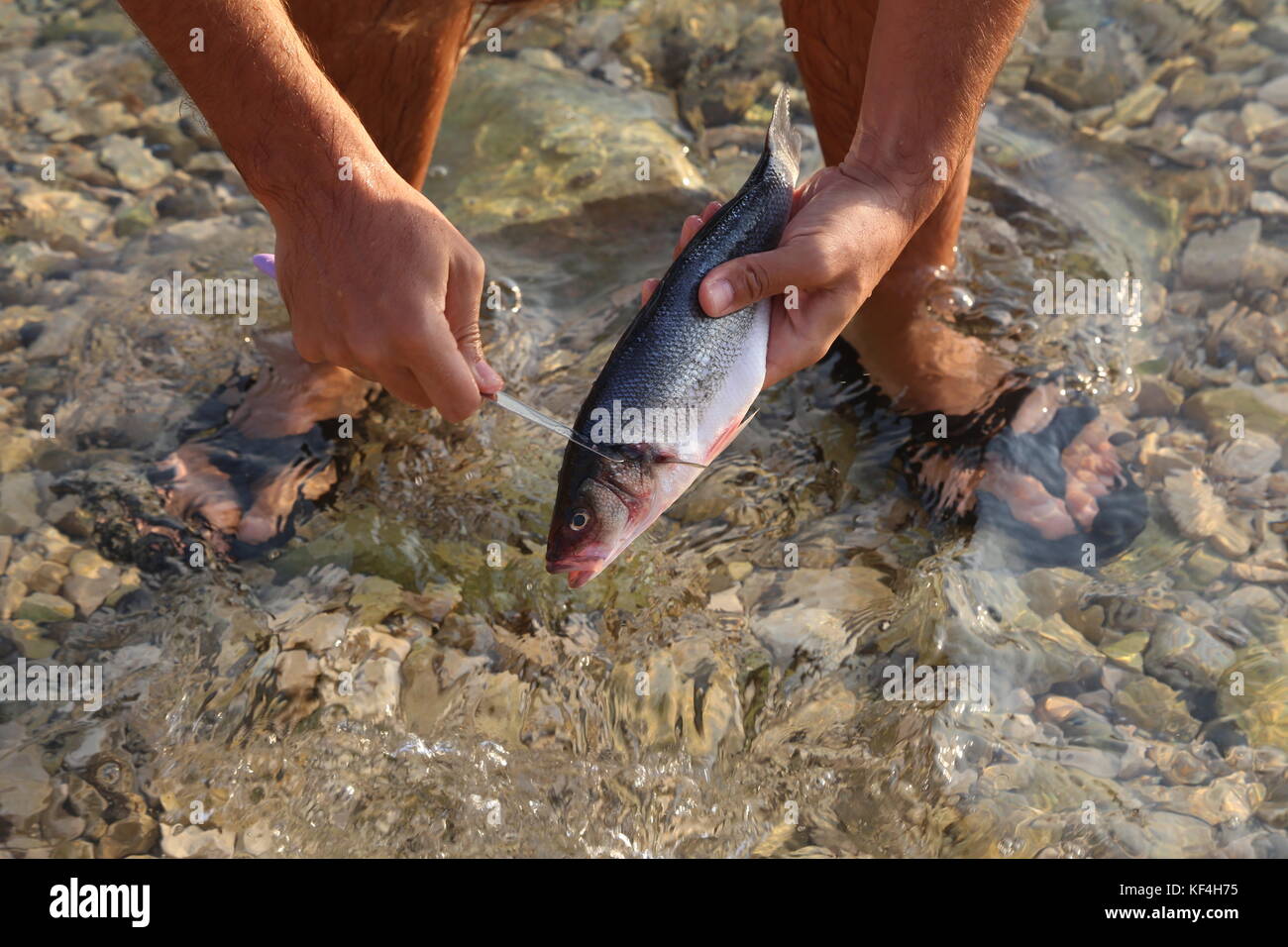 Fish processing / Fish processing outdoors. Detail Stock Photo - Alamy