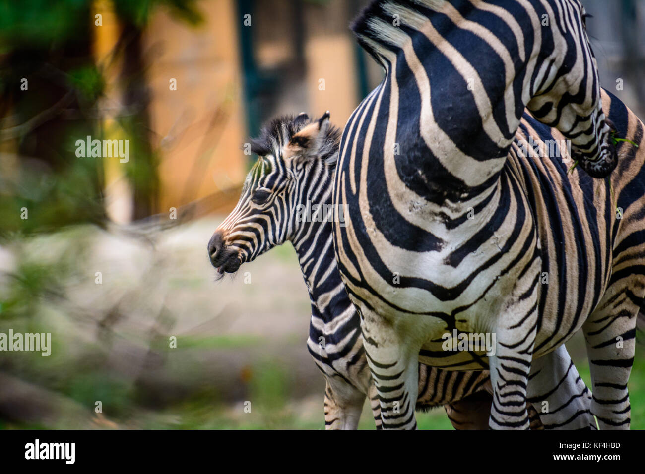 The chapmans zebra hi-res stock photography and images - Alamy