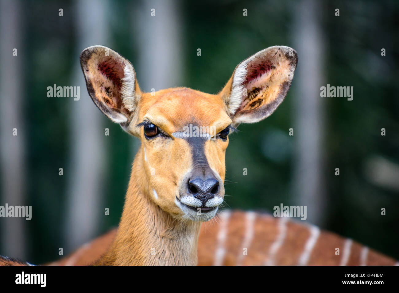 Female of wild life animal lowland nyala (Tragelaphus angasii Stock ...