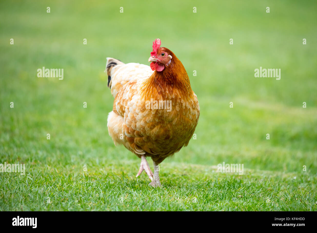 Brown Shaver Hen Stock Photo - Alamy