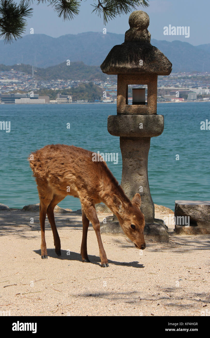 Japon miyajima hi-res stock photography and images - Alamy