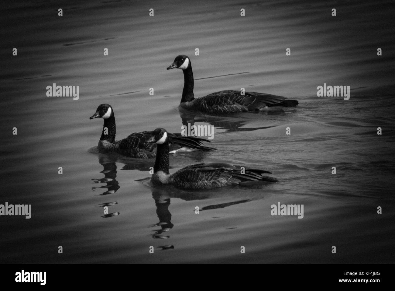 Early summer birds Black and White Stock Photos & Images - Alamy