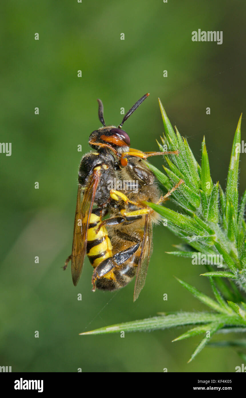 Bee wolf wasp honey bee hi-res stock photography and images - Alamy