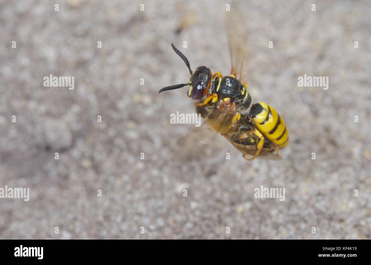Beewolf (Philanthus triangulum) carrying Honey bee in Flight Stock ...