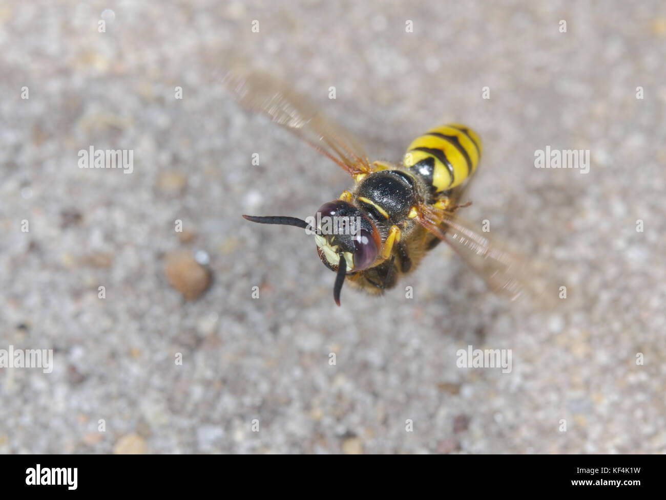 Bee-Killer with Prey (Philanthus triangulum) Insect in Flight Stock ...