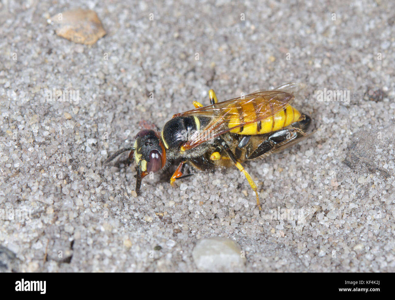 Bee wolf wasp honey bee hi-res stock photography and images - Alamy