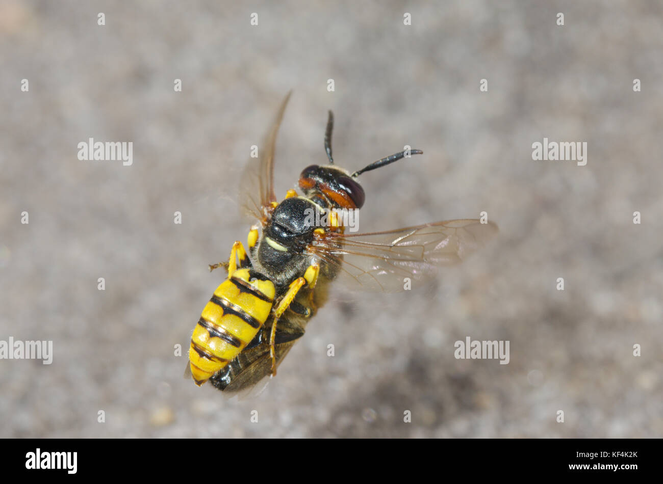 Flying Insect - Beewolf (Philanthus triangulum Stock Photo - Alamy
