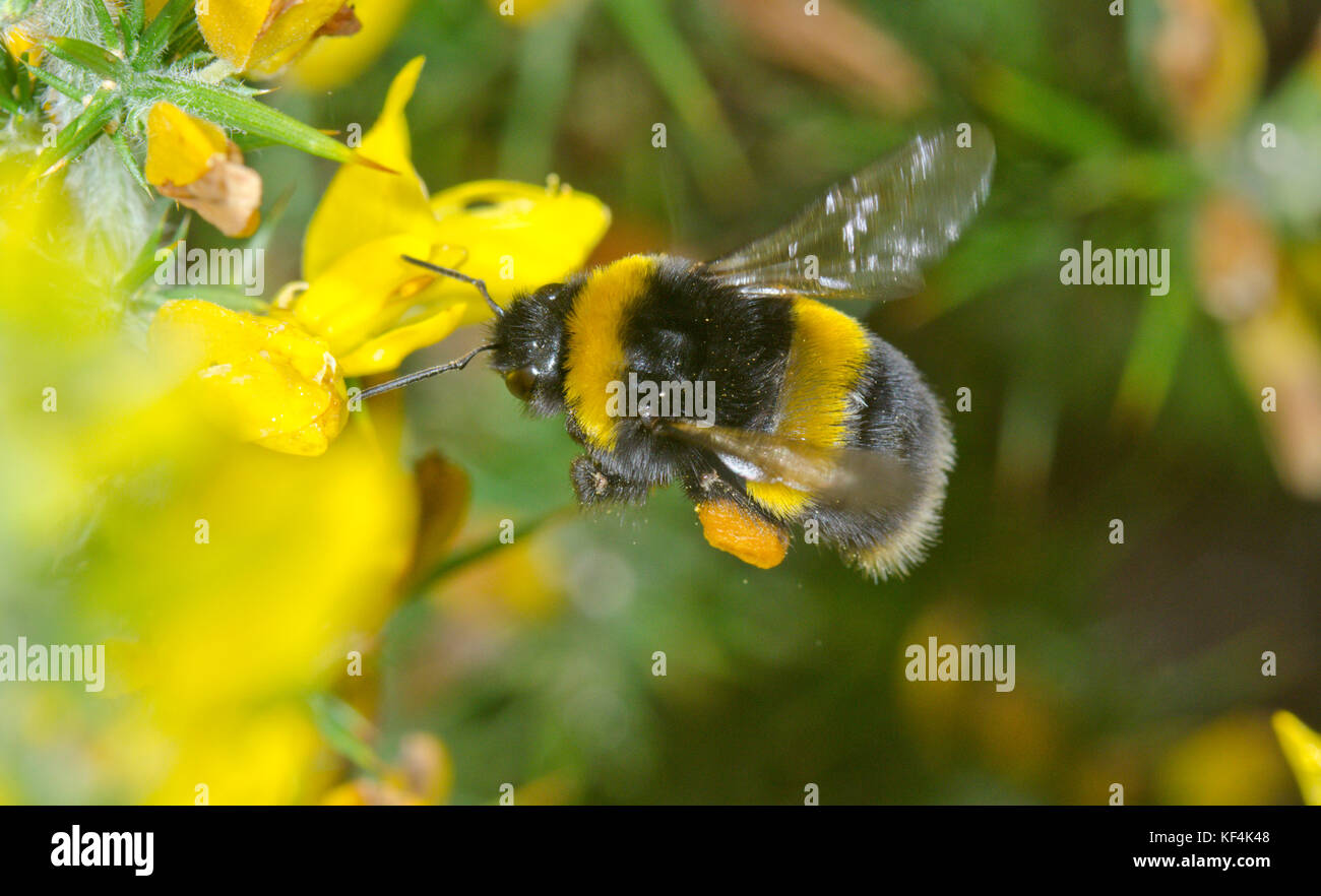 A female Worker Bumblebee in flight - visiting Gorse flowers with full ...