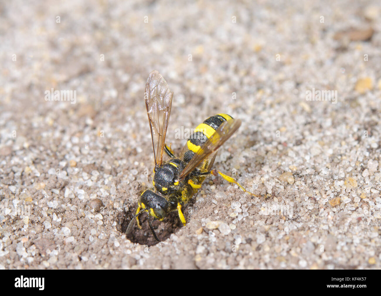 Solitary Digger Wasp (Cerceris rybyensis) Entering Burrow with Bee prey ...