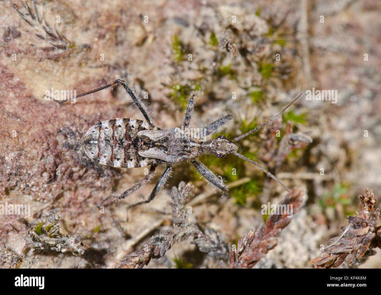 Coranus hi-res stock photography and images - Alamy