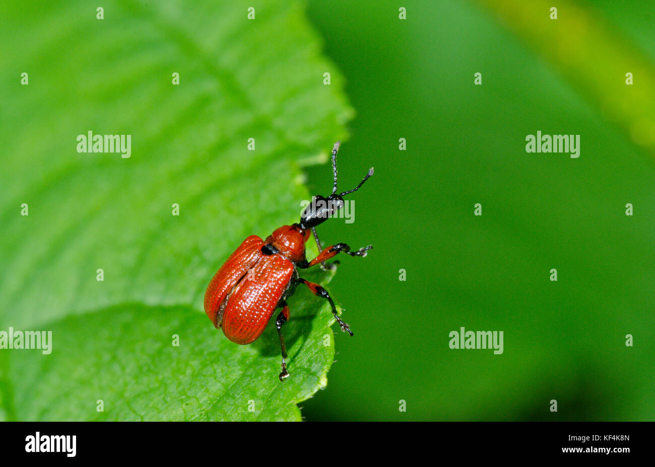 Hazel Leaf-roller Weevil (Apoderus coryli) preparing for flight 1 of 2 ...