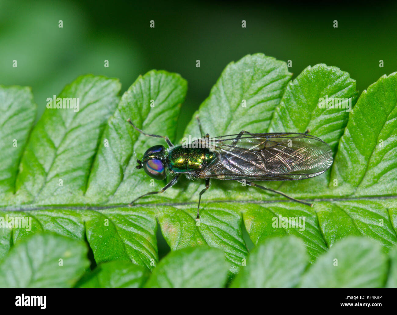 Iridescent Centurion (Sargus iridatus) Stratiomyidae Soldier fly ...