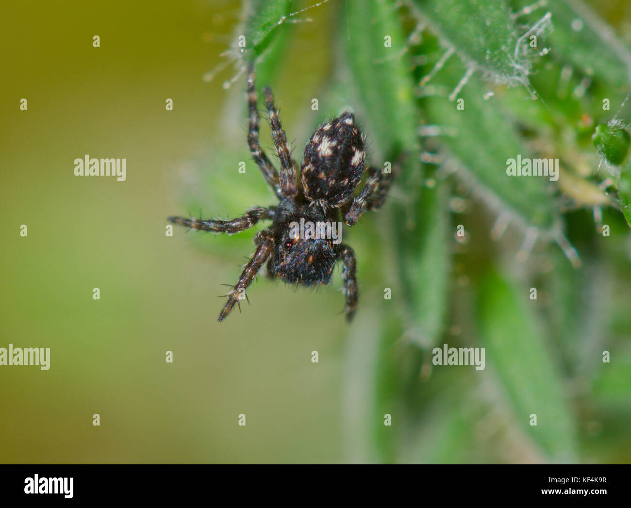 A Juvenile Sitticus pubescens Male Jumping Spider in Sussex, UK Stock ...