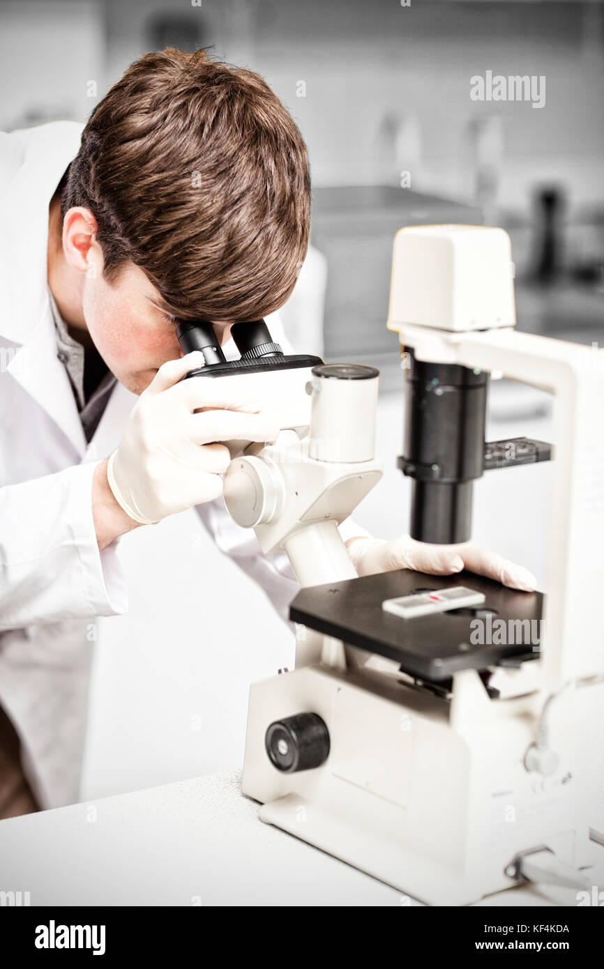 Scientist looking in a microscope in a laboratory Stock Photo - Alamy