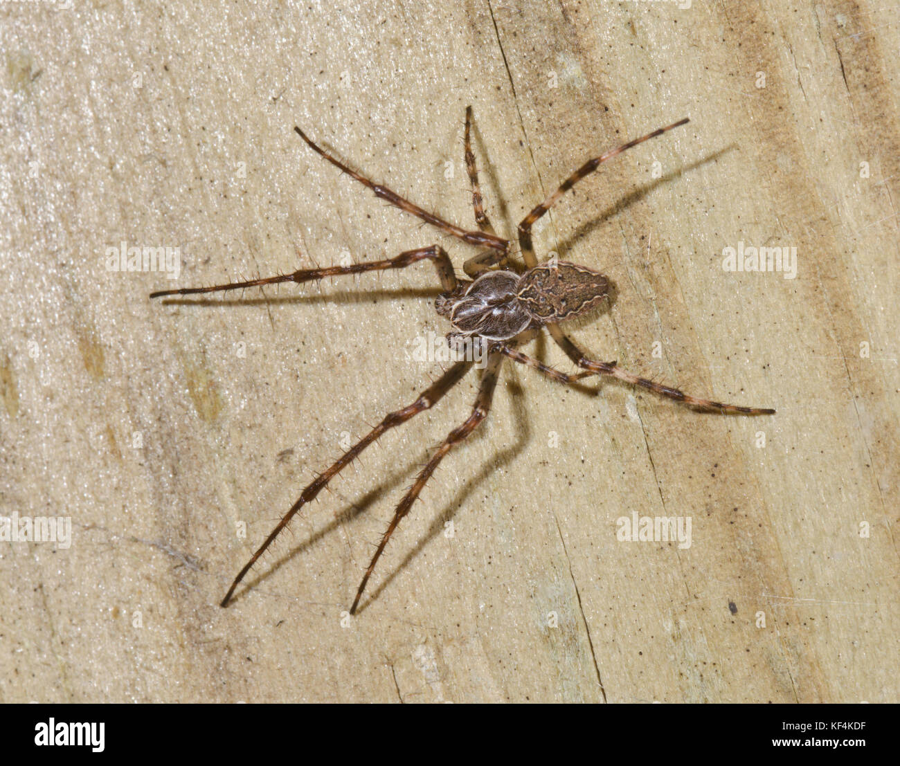 Larinioides sclopetarius spider hi-res stock photography and images - Alamy