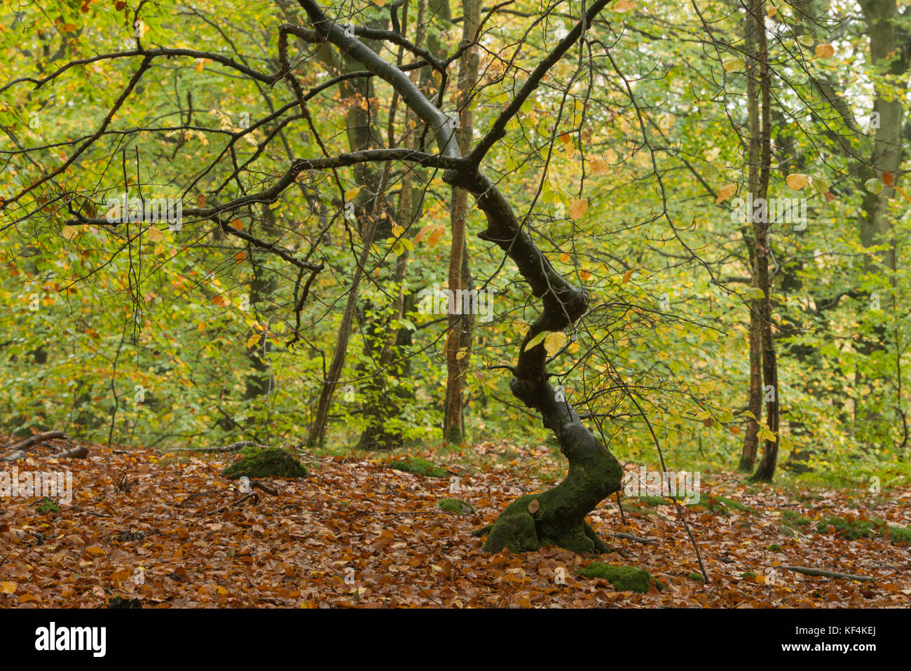 Cross-grained beech trees in the Trollforest, Torna Hällestad Sweden ...