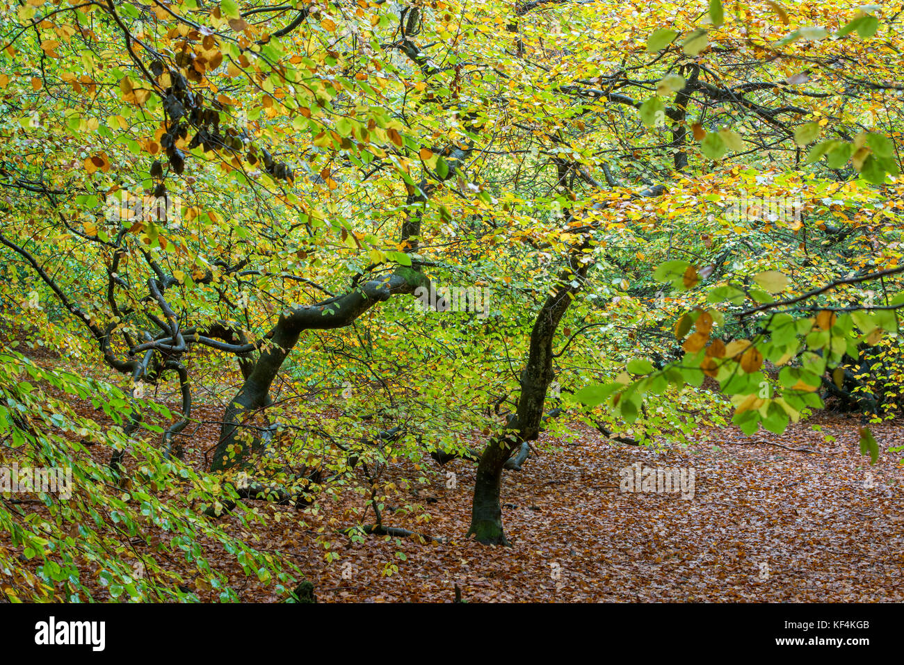 Cross-grained beech trees in the Trollforest, Torna Hällestad Sweden ...