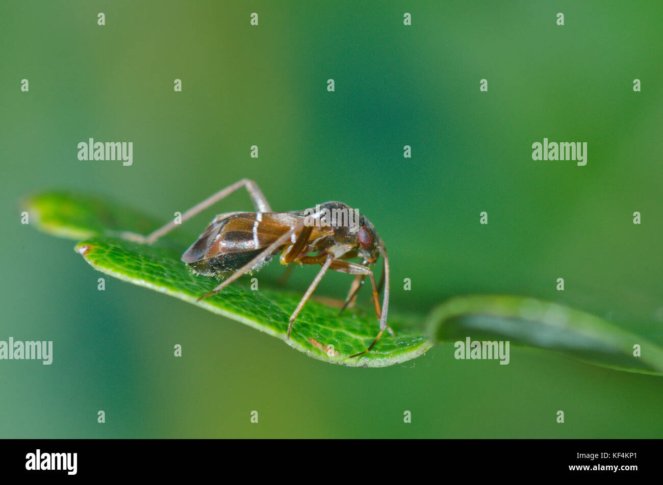 Mirid Bug (Pilophorus perplexus) on Oak Stock Photo - Alamy