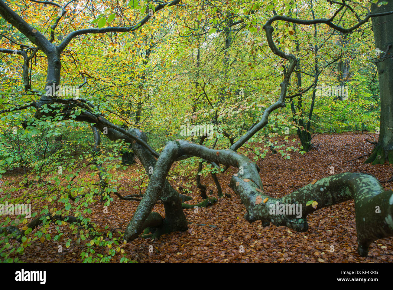 Cross-grained beech trees in the Trollforest, Torna Hällestad Sweden ...
