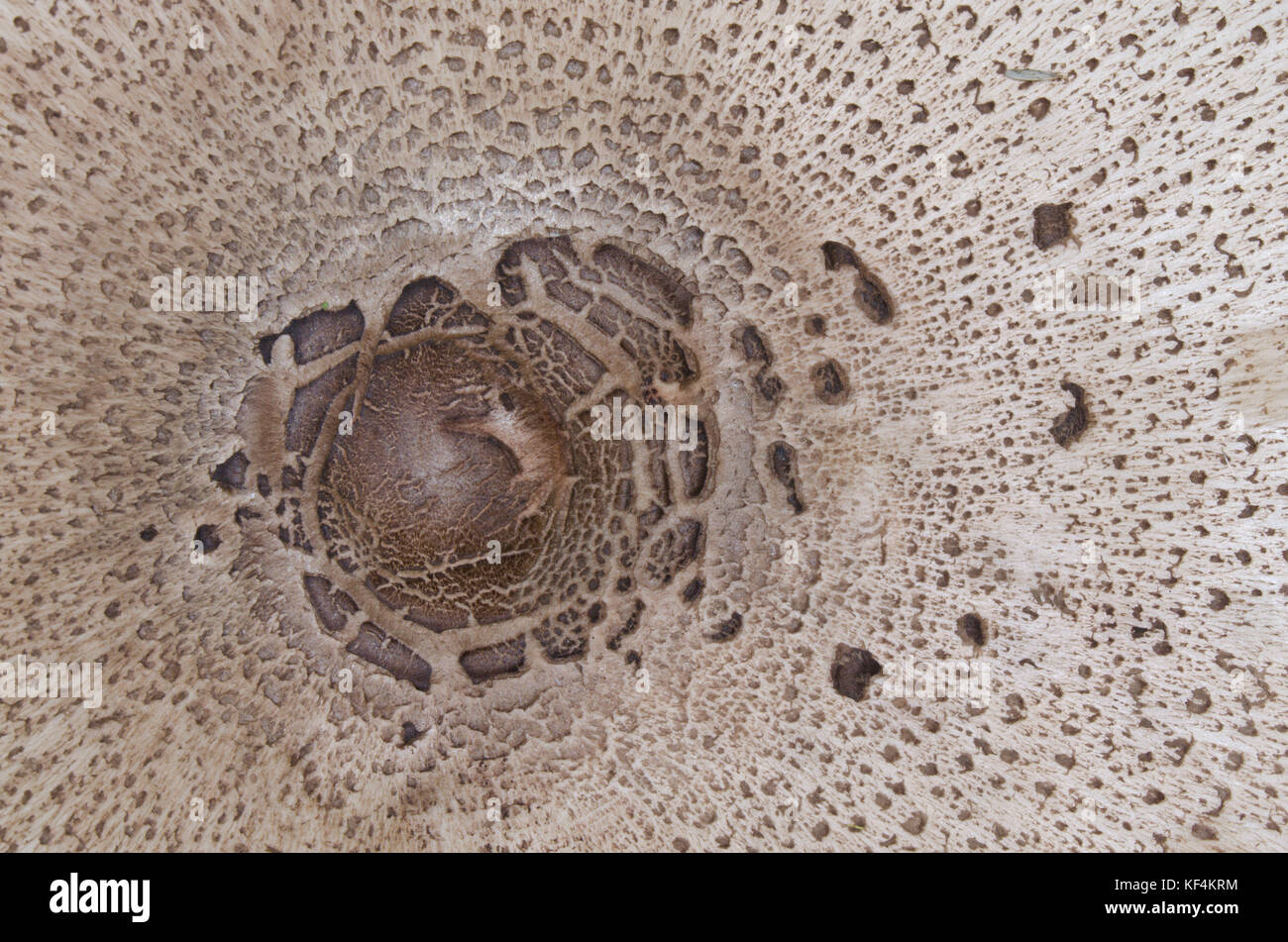 Macro Cap of Parasol Mushroom (Macrolepiota procera Stock Photo - Alamy