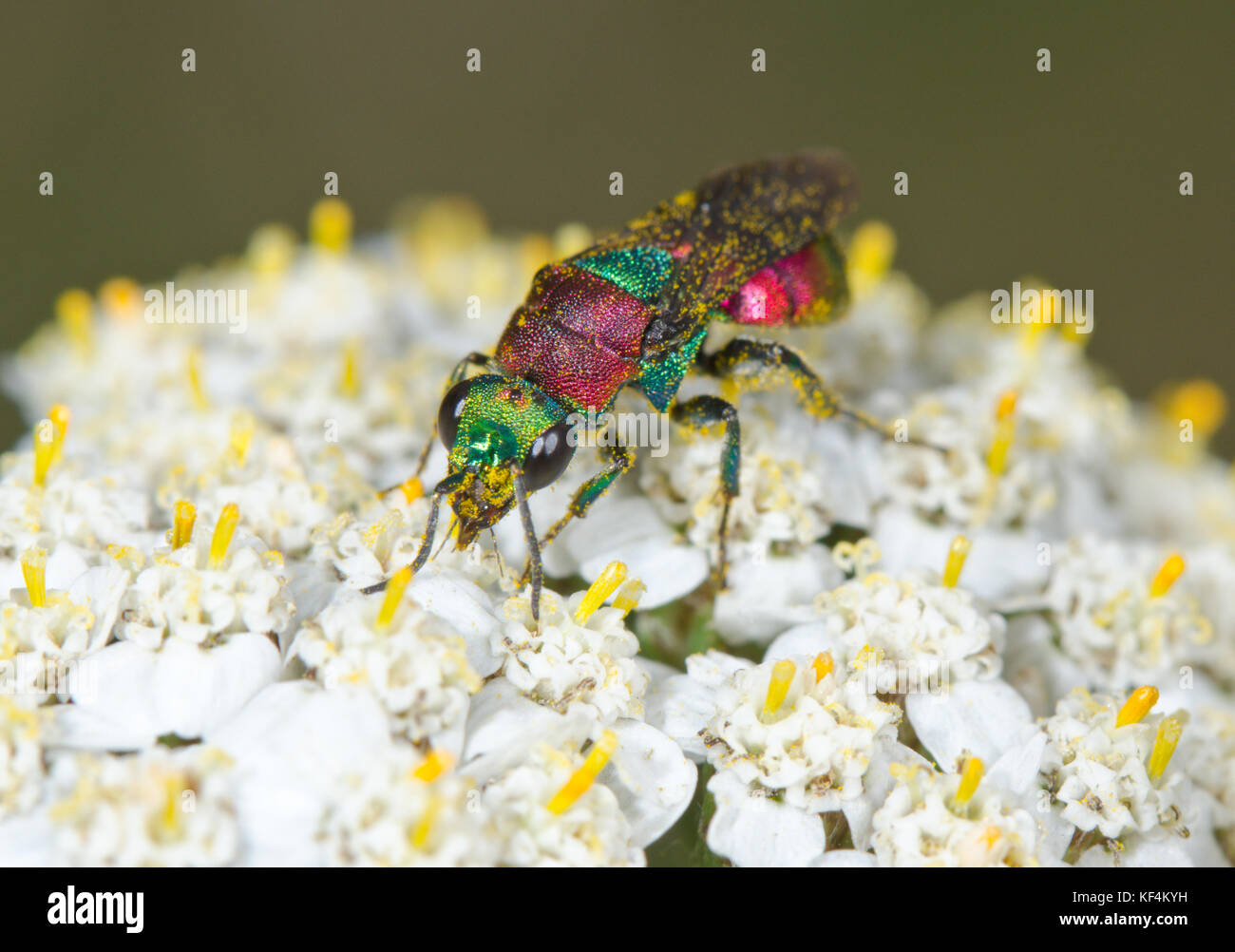 Ruby tailed or Cuckoo Wasp (Hedychrum niemelai) Close-up of female ...