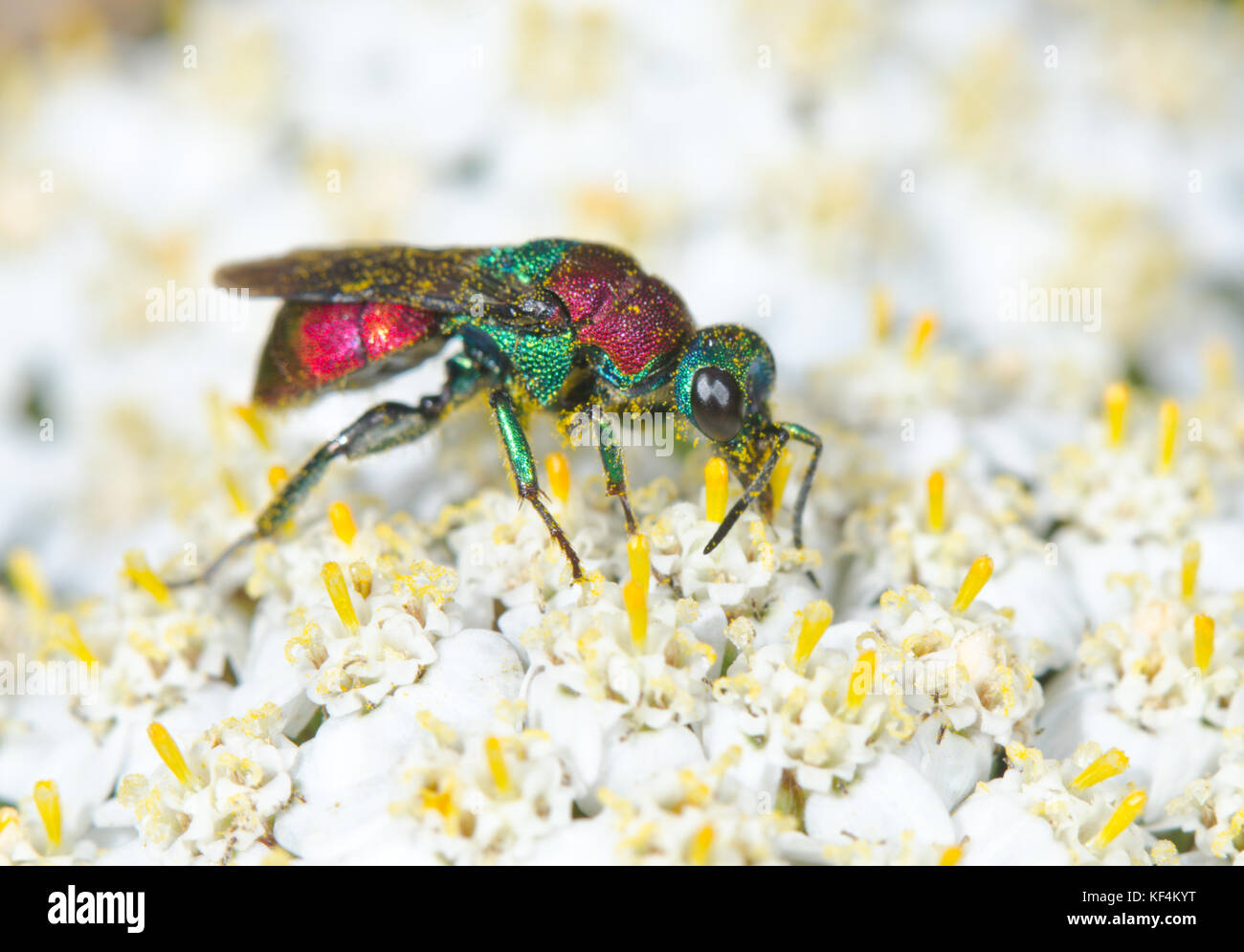 Ruby tailed or Cuckoo Wasp (Hedychrum niemelai) feeding on Yarrow in ...