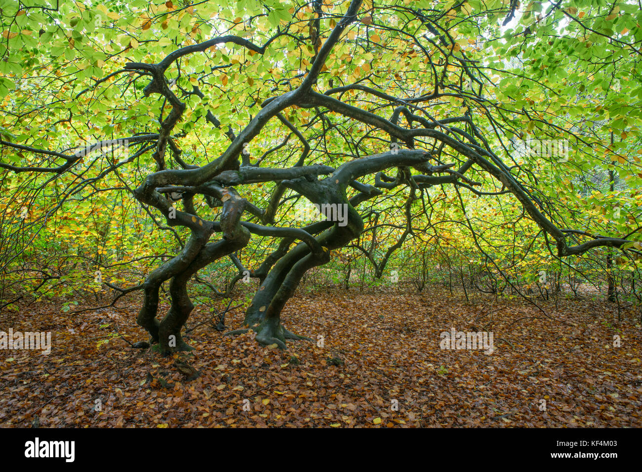 Cross-grained beech trees in the Trollforest, Torna Hällestad Sweden ...