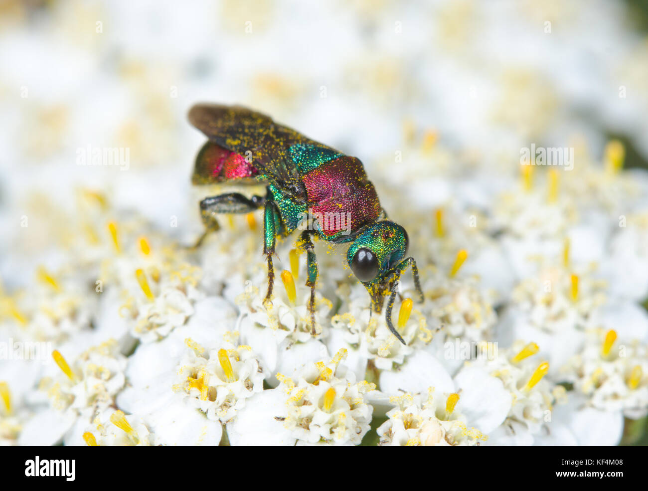 Female parasitoid wasp hi-res stock photography and images - Alamy