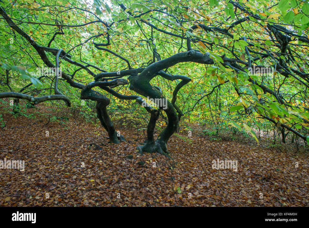 Cross-grained beech trees in the Trollforest, Torna Hällestad Sweden ...