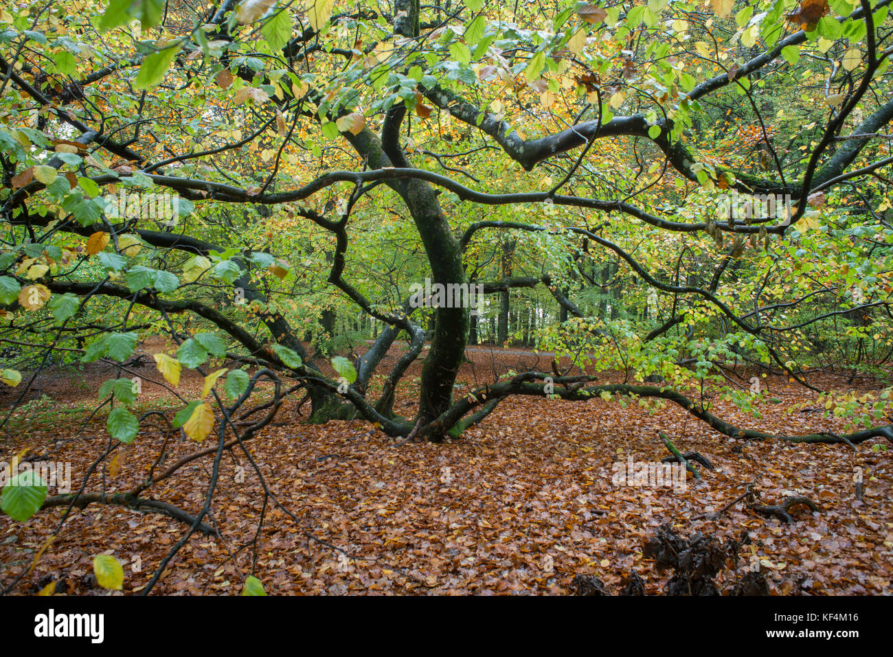 Cross-grained beech trees in the Trollforest, Torna Hällestad Sweden ...