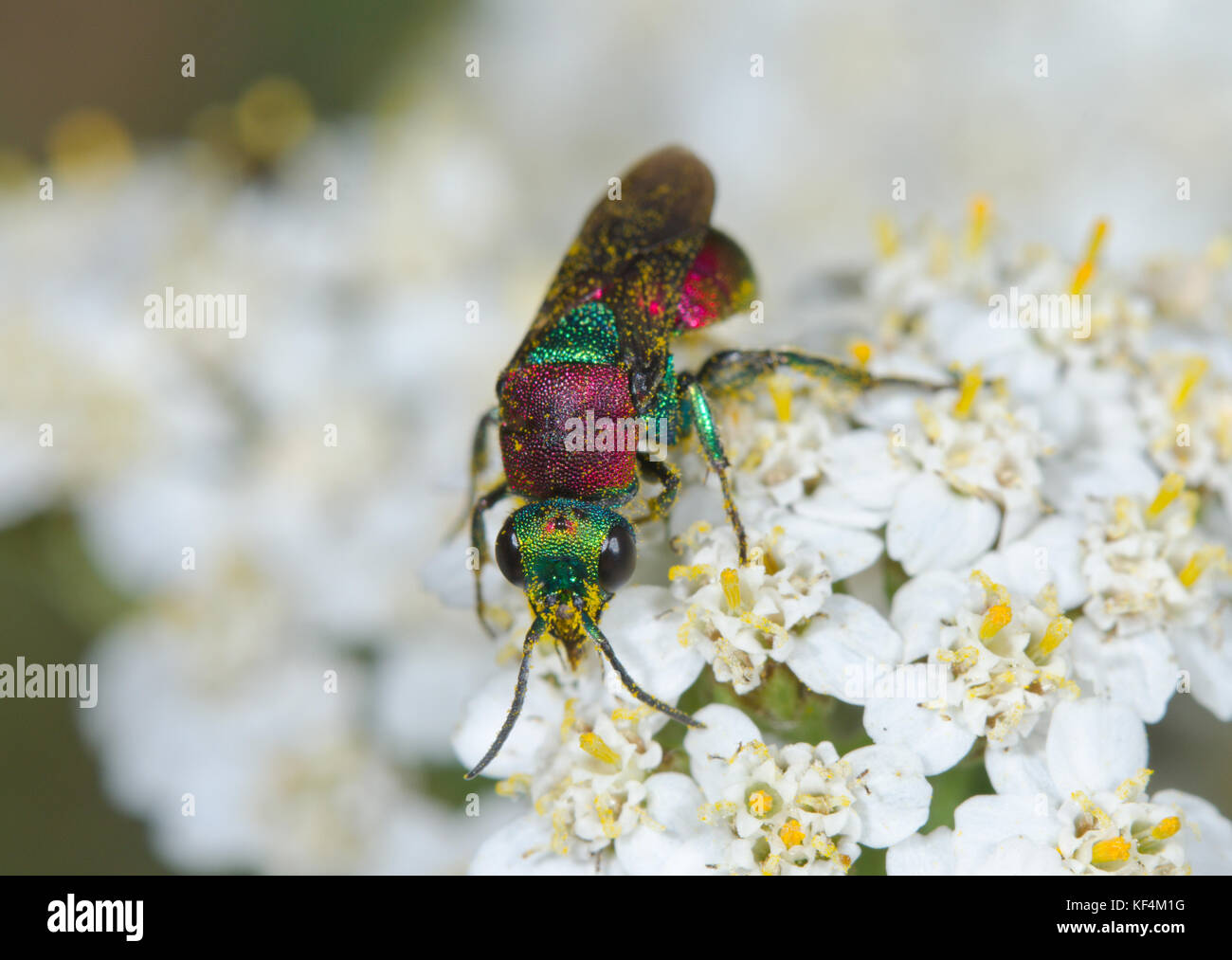 Female Ruby tailed or Cuckoo Wasp (Hedychrum niemelai) feeding on ...