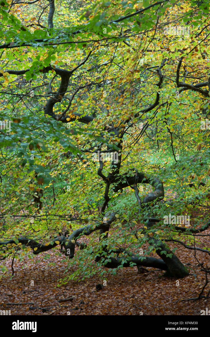 Cross-grained beech trees in the Trollforest, Torna Hällestad Sweden ...