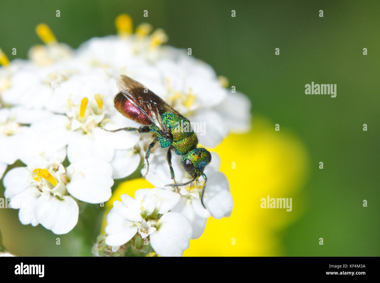 Male Ruby tail or Cuckoo Wasp (Hedychrum niemelai). Sussex, UK Stock ...