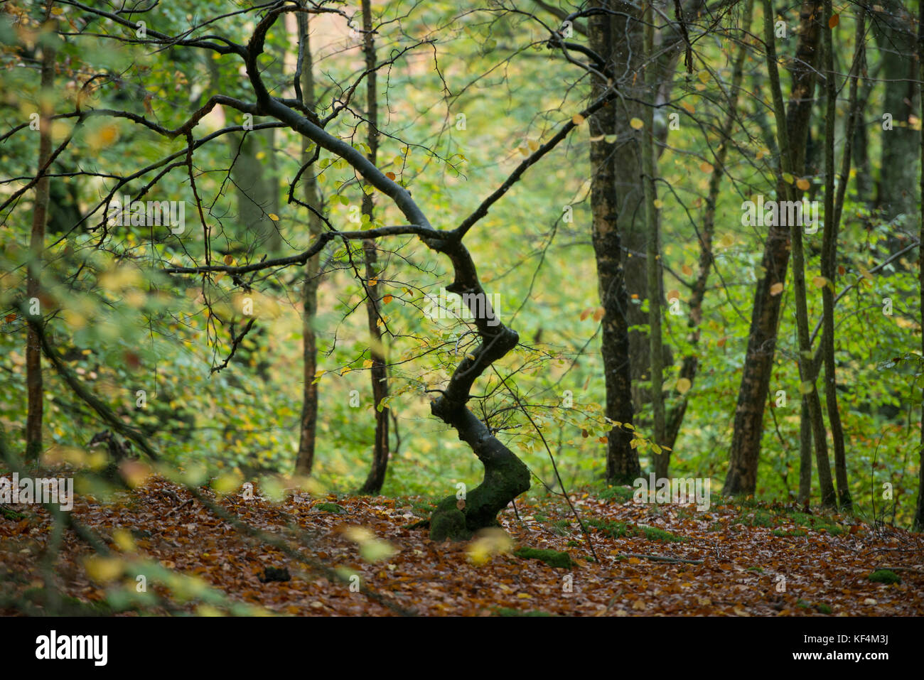 Cross-grained beech trees in the Trollforest, Torna Hällestad Sweden ...
